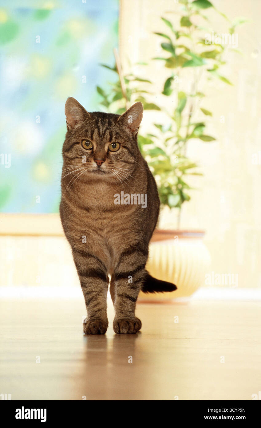 domestic cat standing - frontal Stock Photo - Alamy