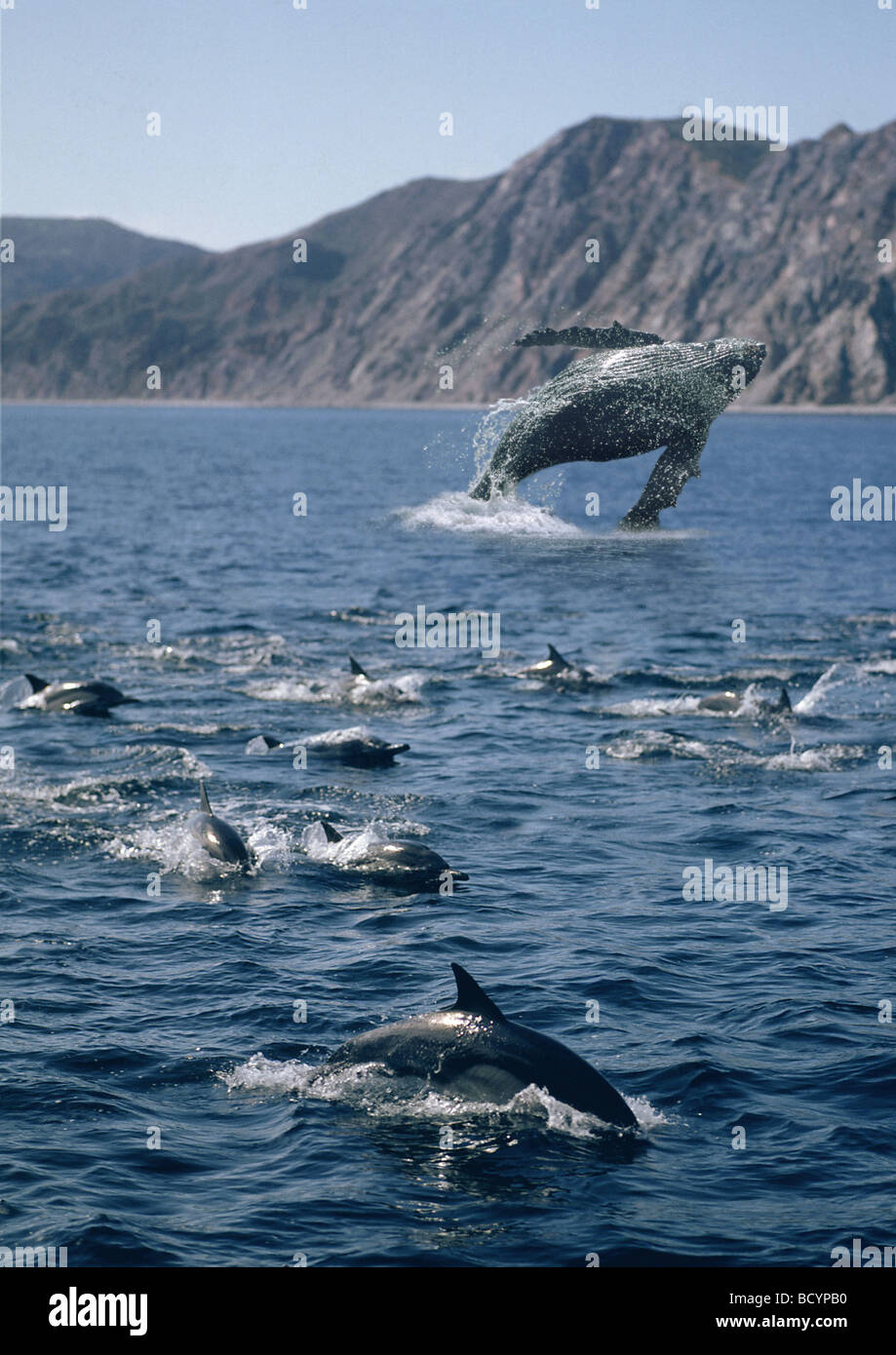 Humpback whale whales pod hi-res stock photography and images - Alamy