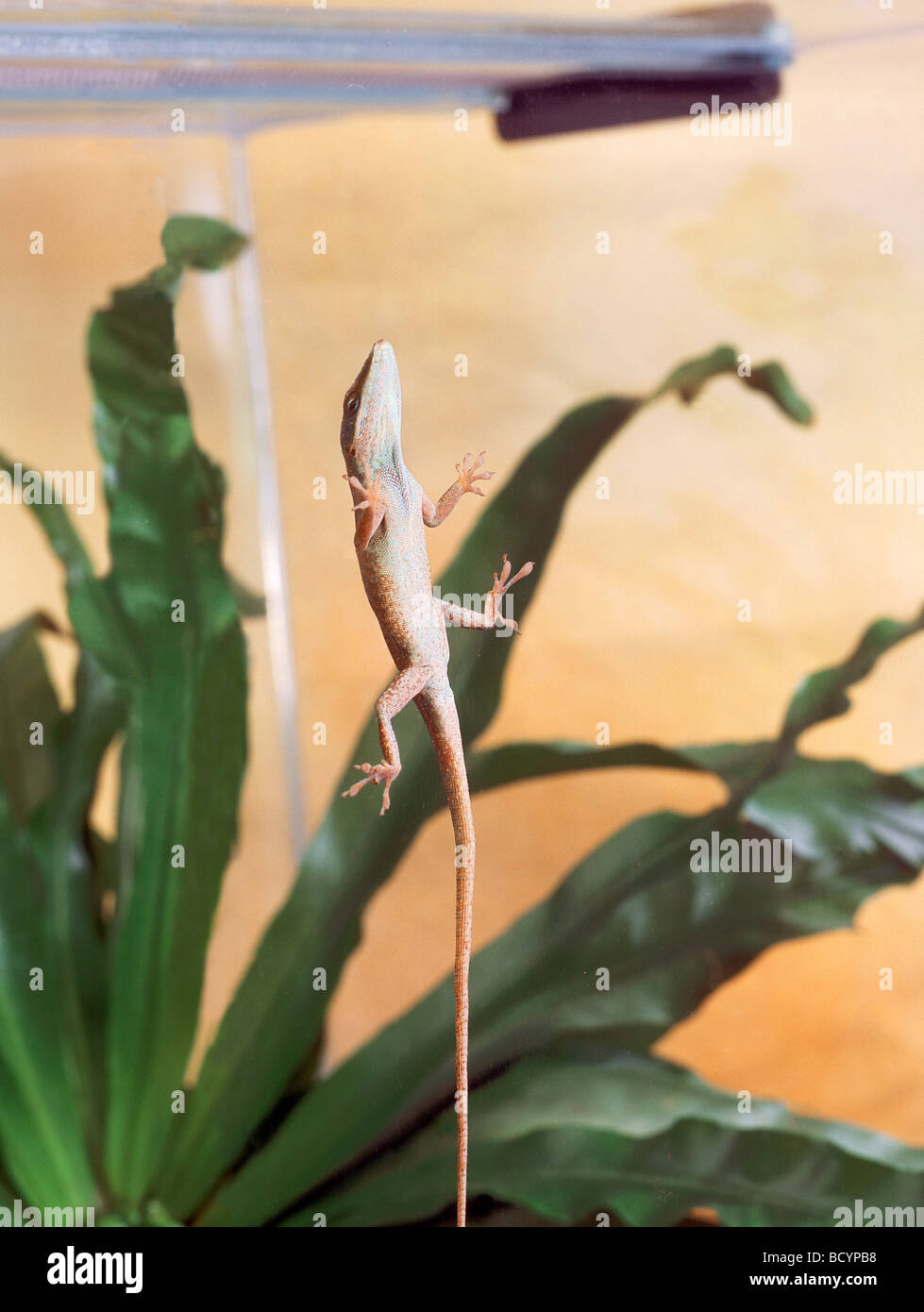 Anoli lizards hi-res stock photography and images - Alamy