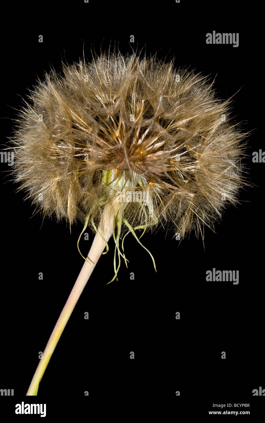 Tragopogon porrifolius seed hi-res stock photography and images - Alamy