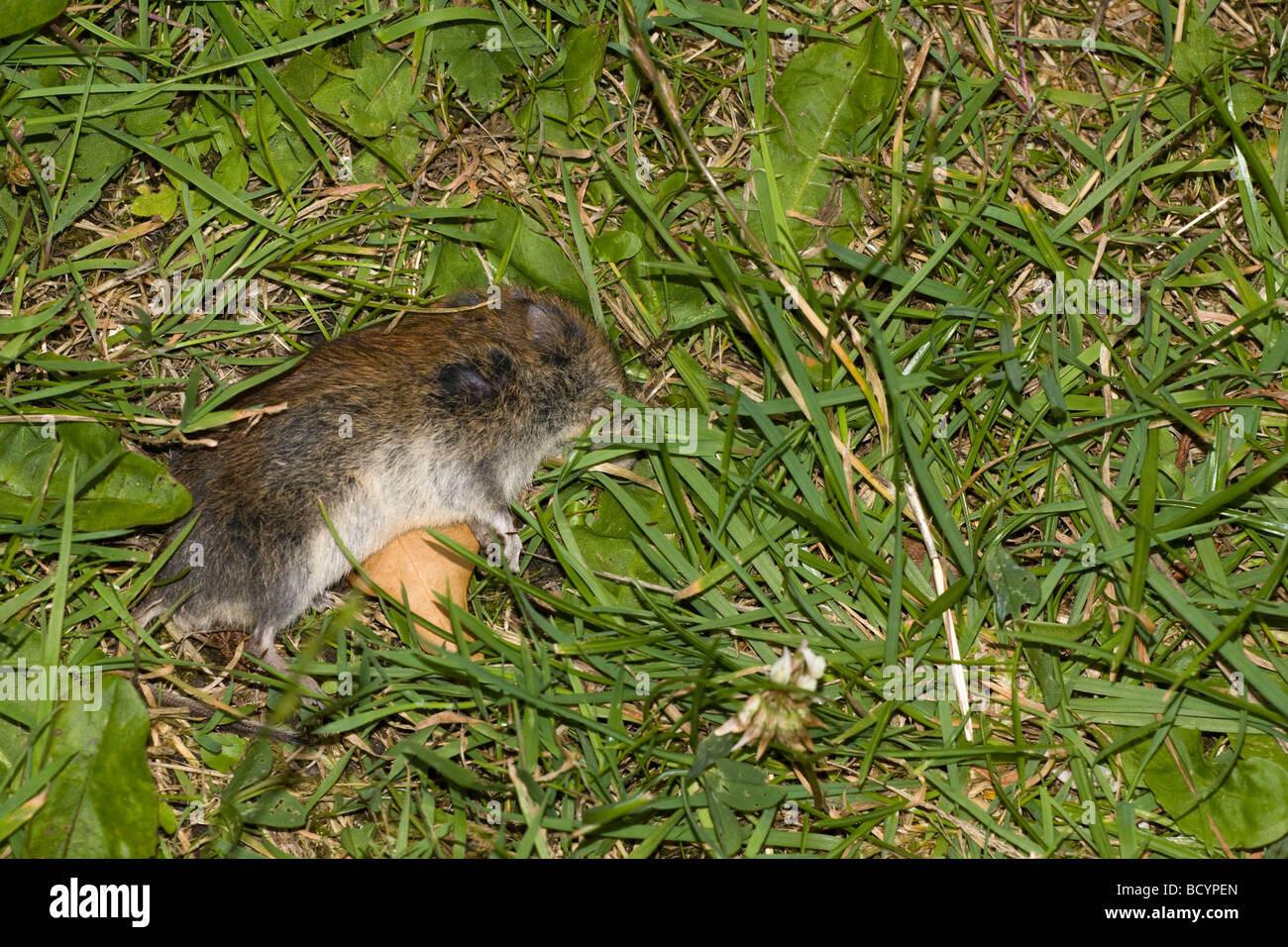 Dead shrew in grass hi-res stock photography and images - Alamy