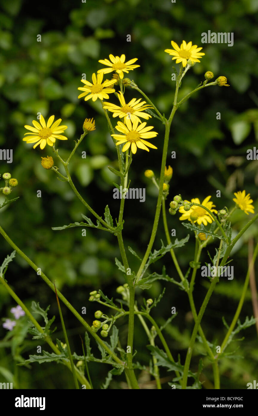 Marsh Ragwort, senecio aquaticus, wildflower, Fleet Valley, Dumfries ...