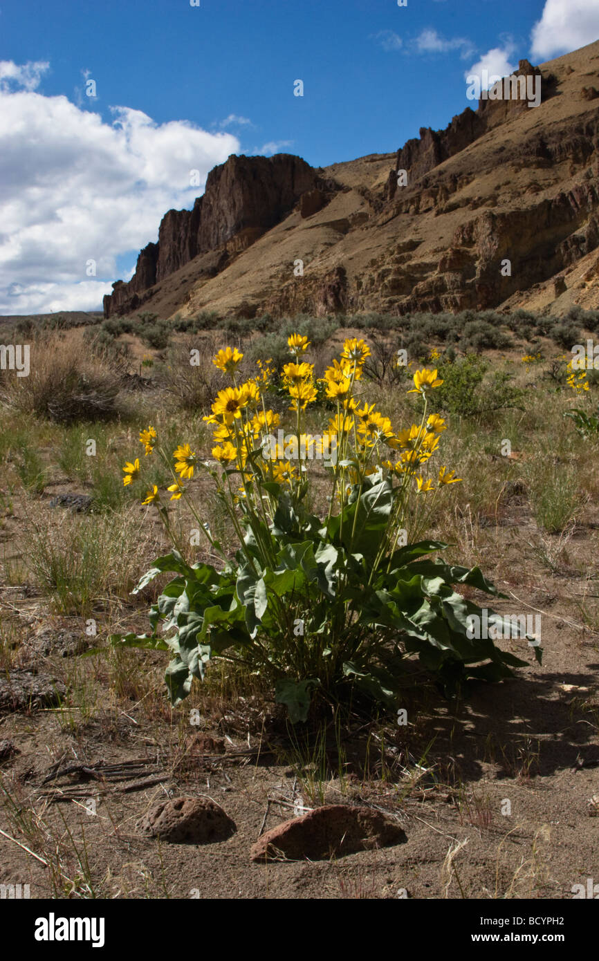 ARROWLEAF BALSAMROOT Balsamorhiza sagittata growing in the wild and ...