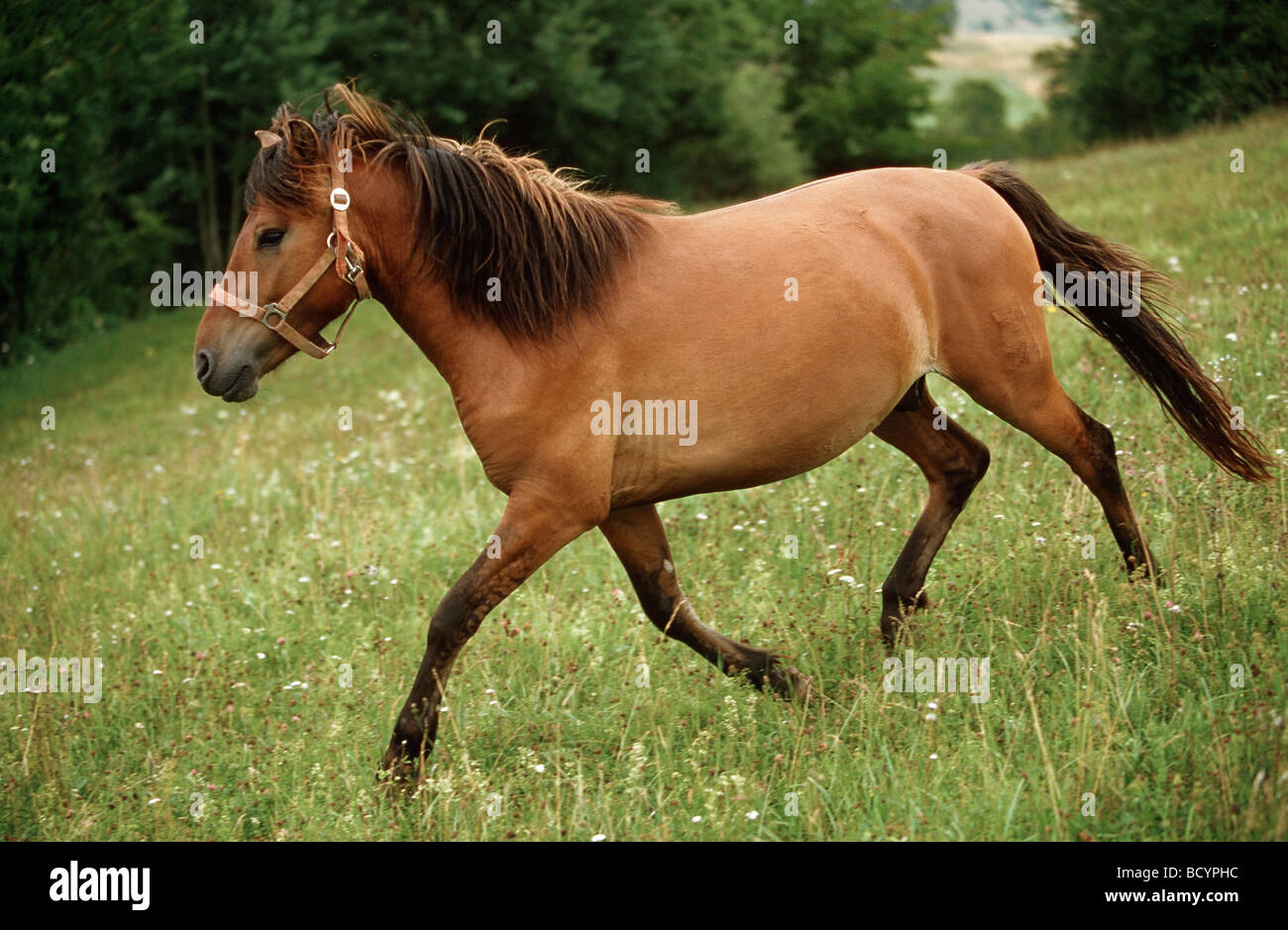 Hucul Pony, Carpathian Pony. Bay adult trotting in a pasture Stock ...