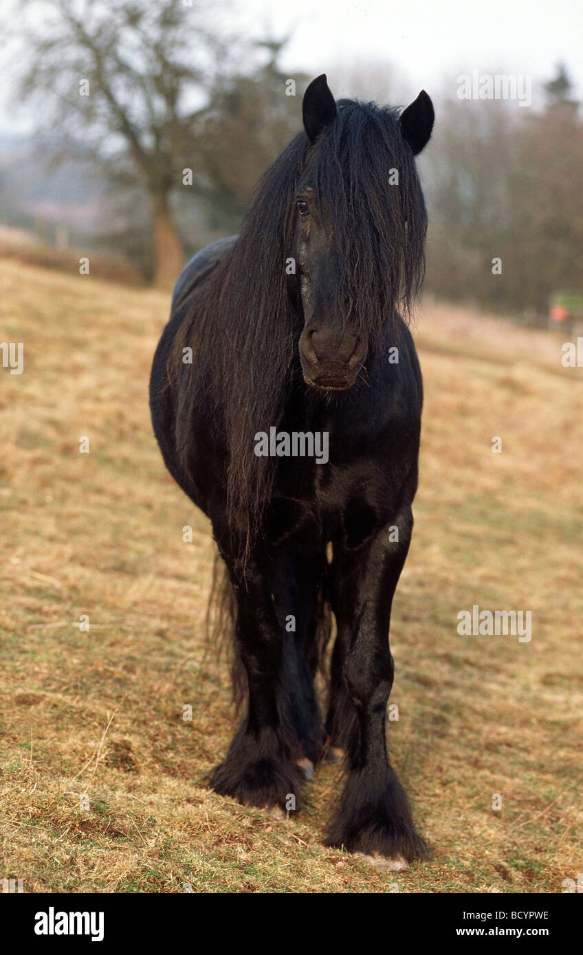 Black pony skin hi-res stock photography and images - Alamy
