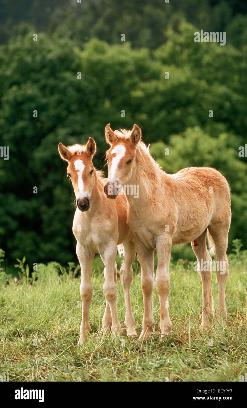 Finnhorse, Finnish Horse. Two foals standing on a pasture Stock Photo ...