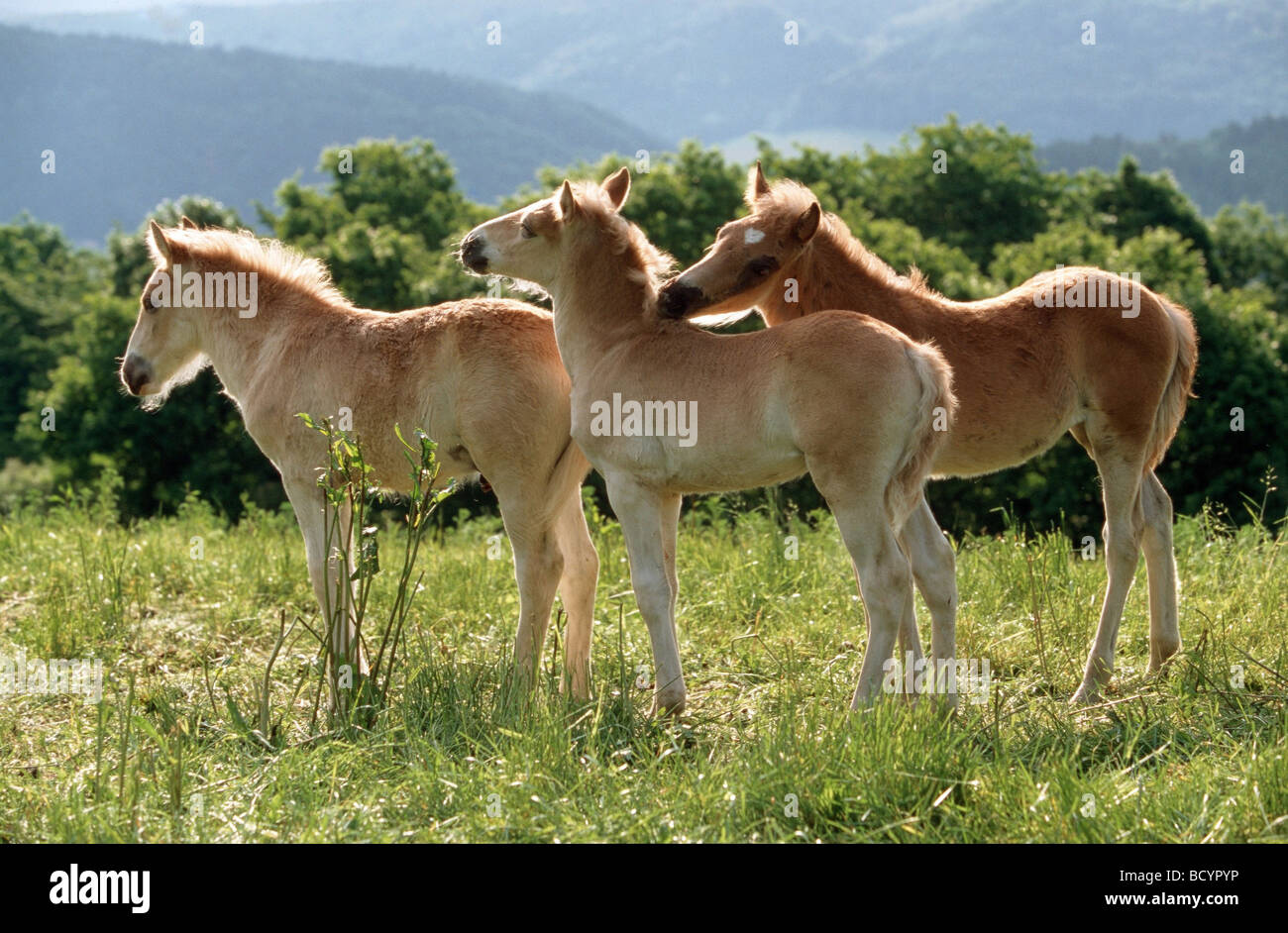 Finnhorse, Finnish Horse. Three foals playing on a pasture Stock Photo ...