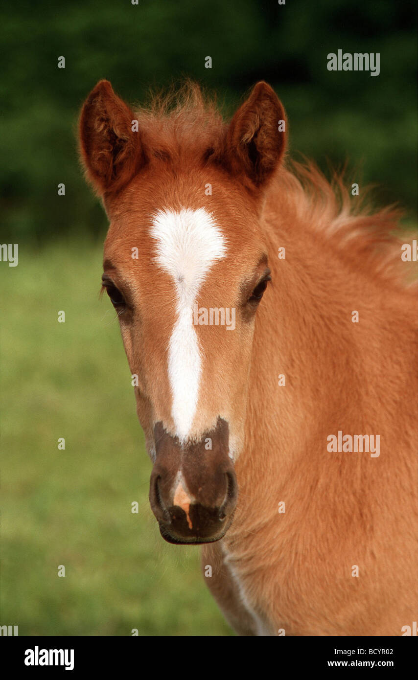 Finnhorse. Finnish Horse. Portrait of chestnut foal Stock Photo - Alamy
