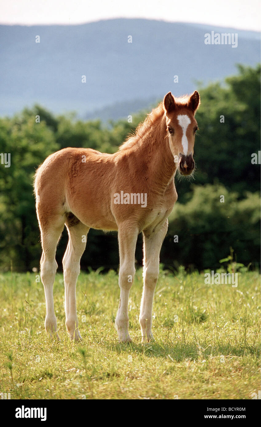 Finnhorse, Finnish Horse. Foal standing on a pasture Stock Photo - Alamy