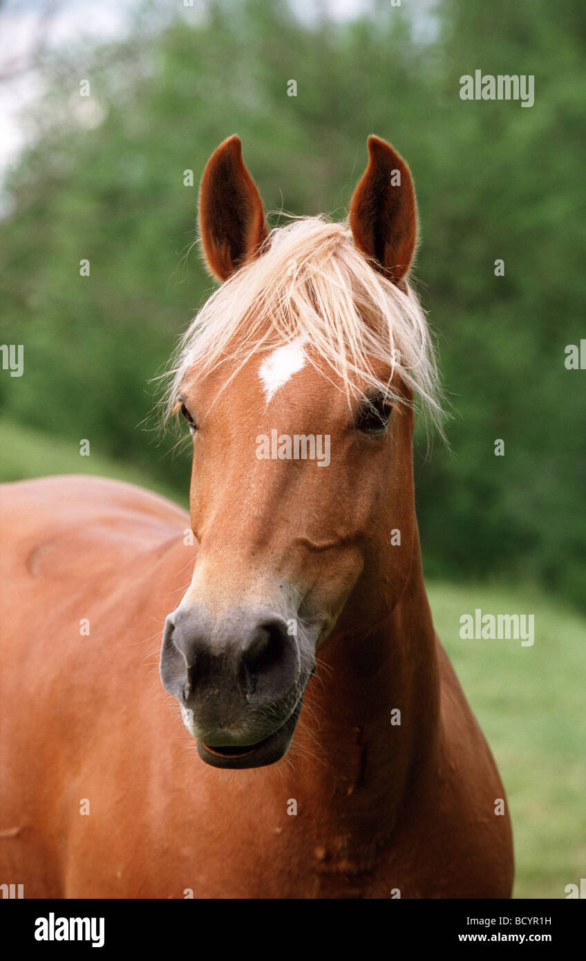 Finnish horse hi-res stock photography and images - Alamy