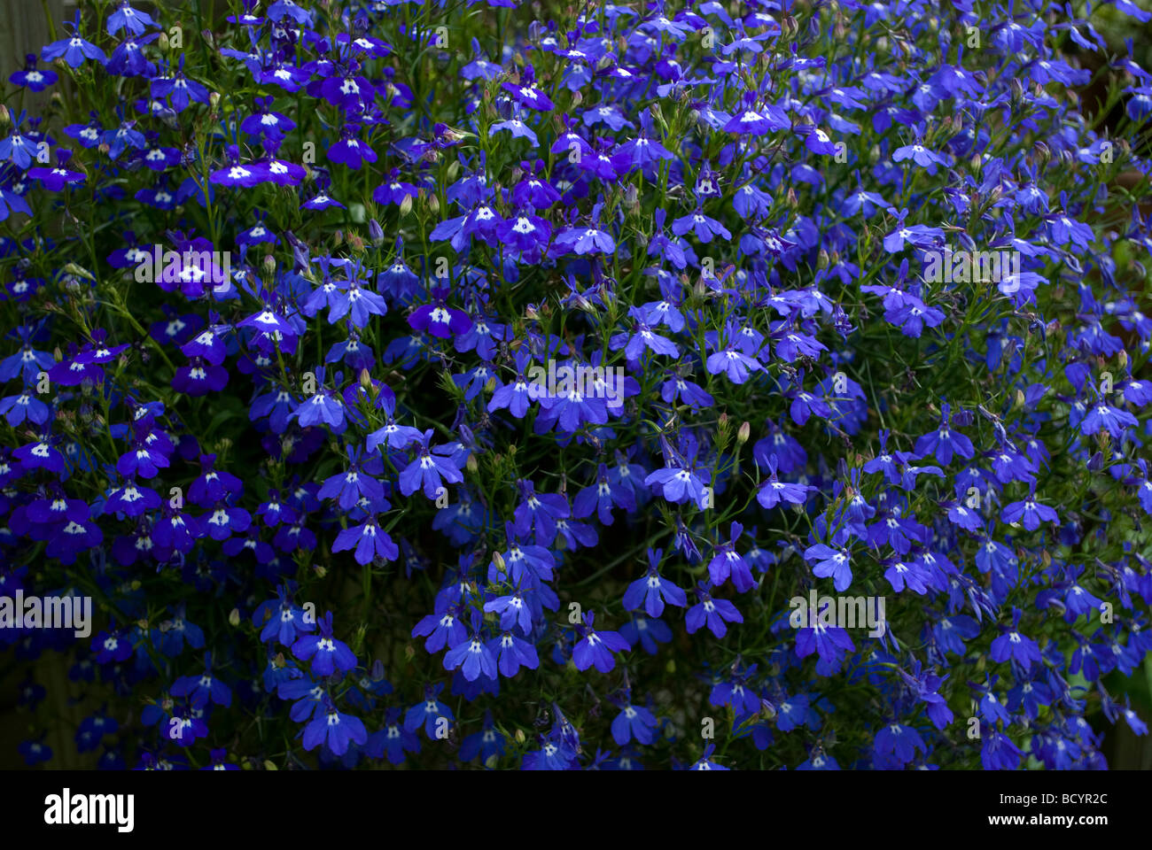 Blue Lobelia erinus Stock Photo - Alamy