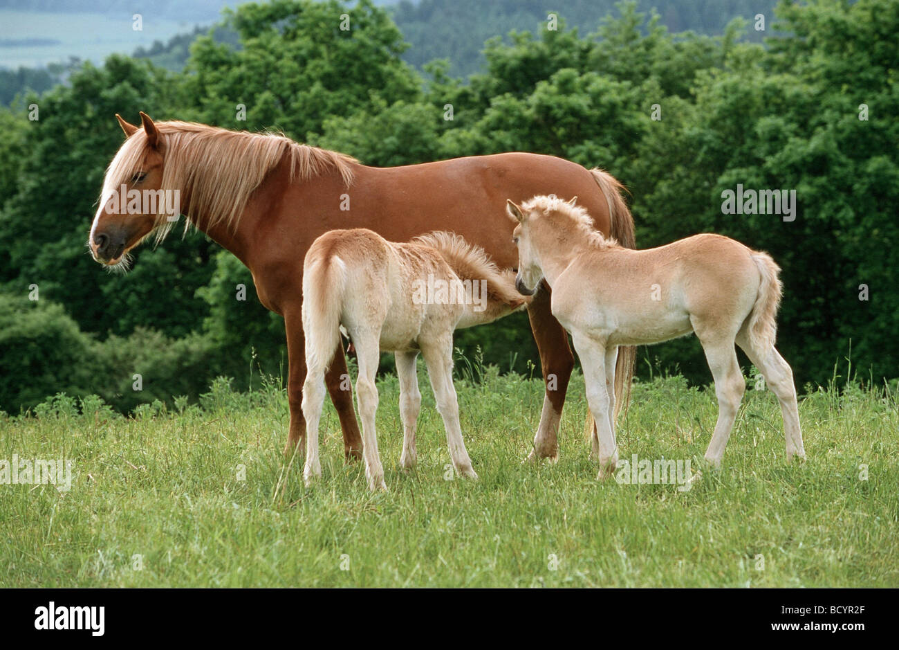 Finnhorse hi-res stock photography and images - Alamy