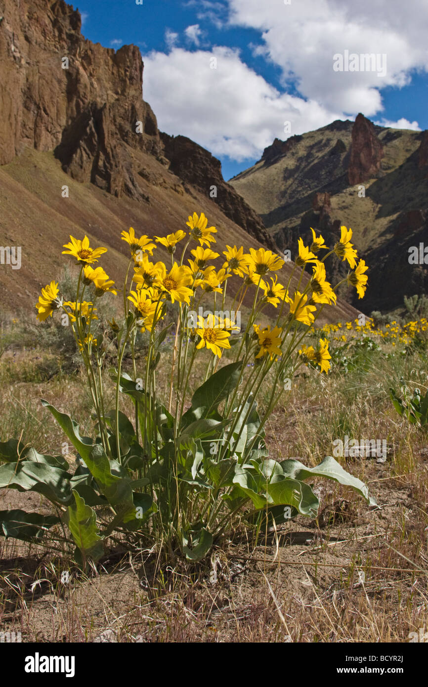 ARROWLEAF BALSAMROOT Balsamorhiza sagittata growing in the wild and ...