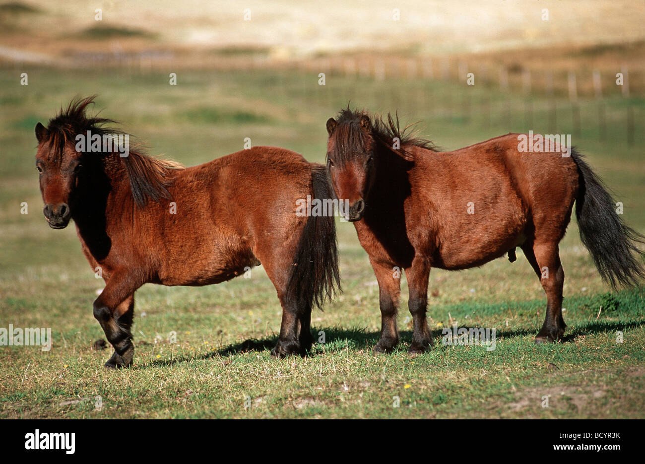 Two miniature horses standing on a meadow Stock Photo - Alamy