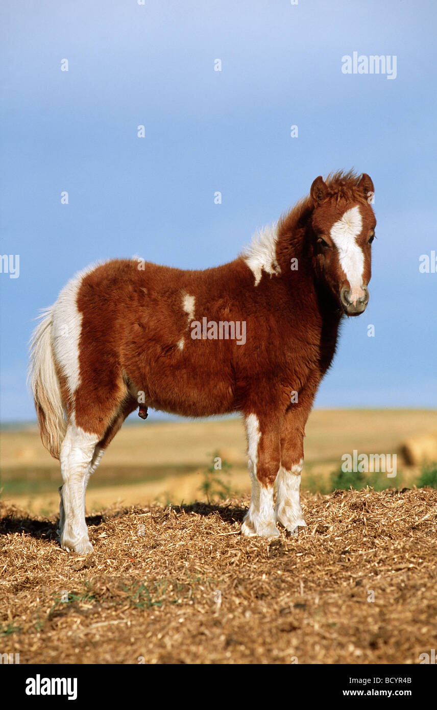 Small size horse hi-res stock photography and images - Alamy