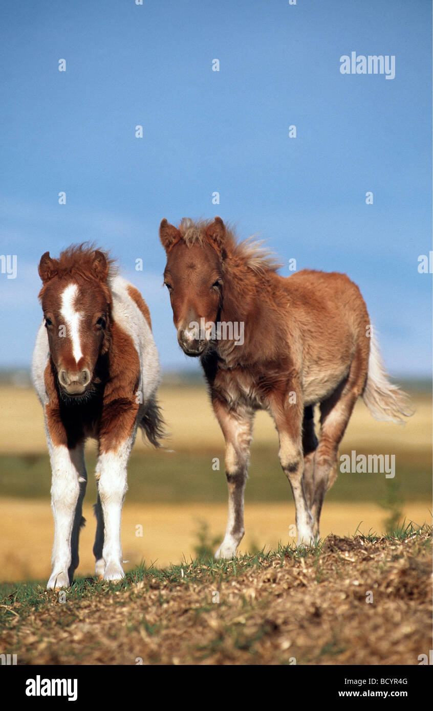 Small size horse hi-res stock photography and images - Alamy