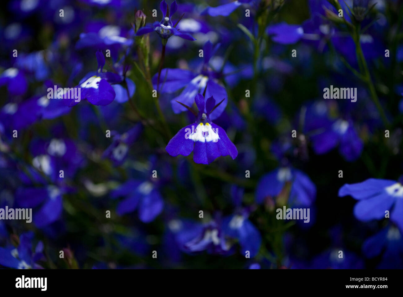 Blue Lobelia erinus Stock Photo - Alamy