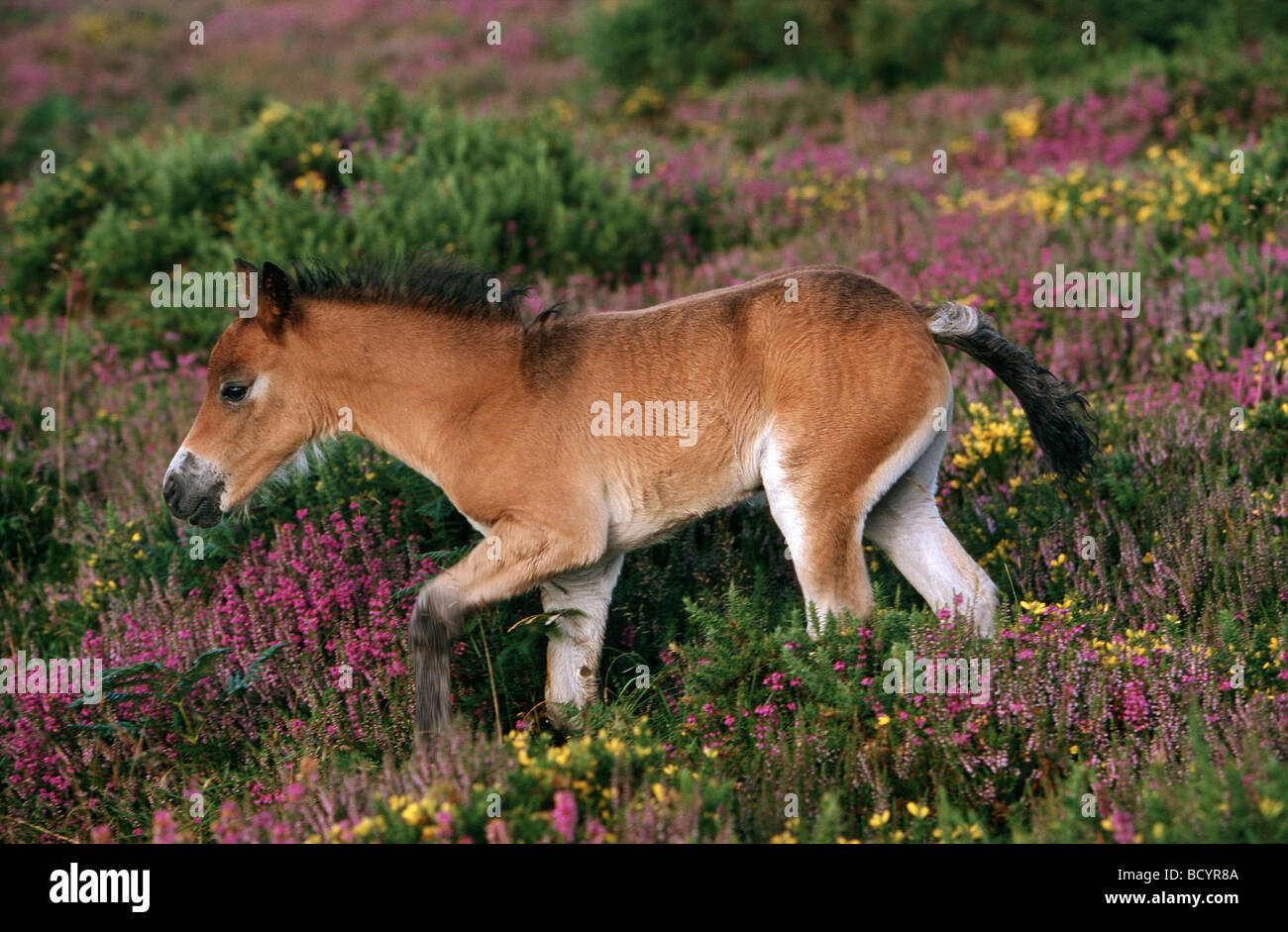 Exmoor Pony, Foal walking through a flowering heath Stock Photo - Alamy