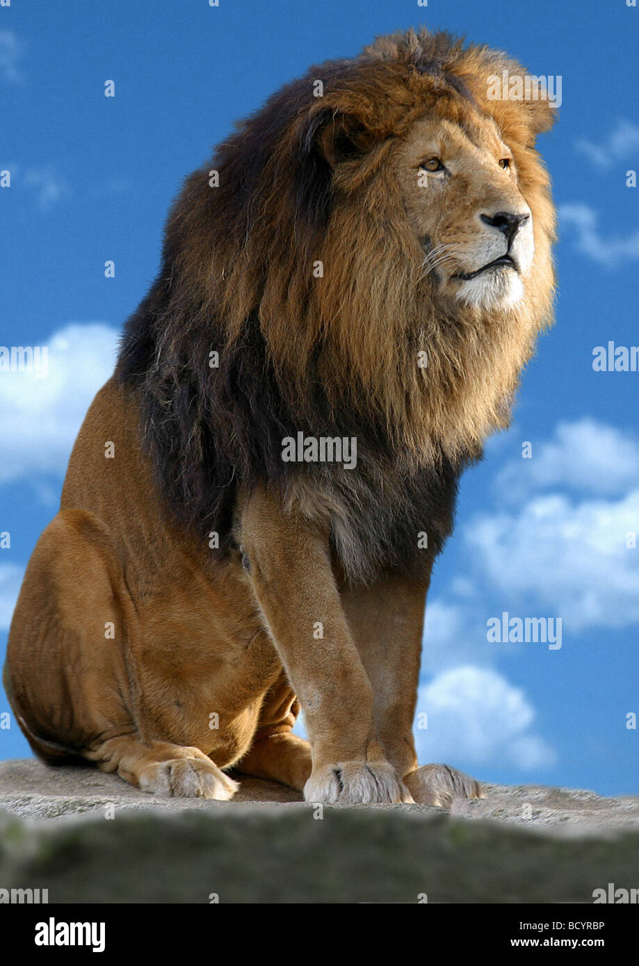 Lion size hi-res stock photography and images - Alamy