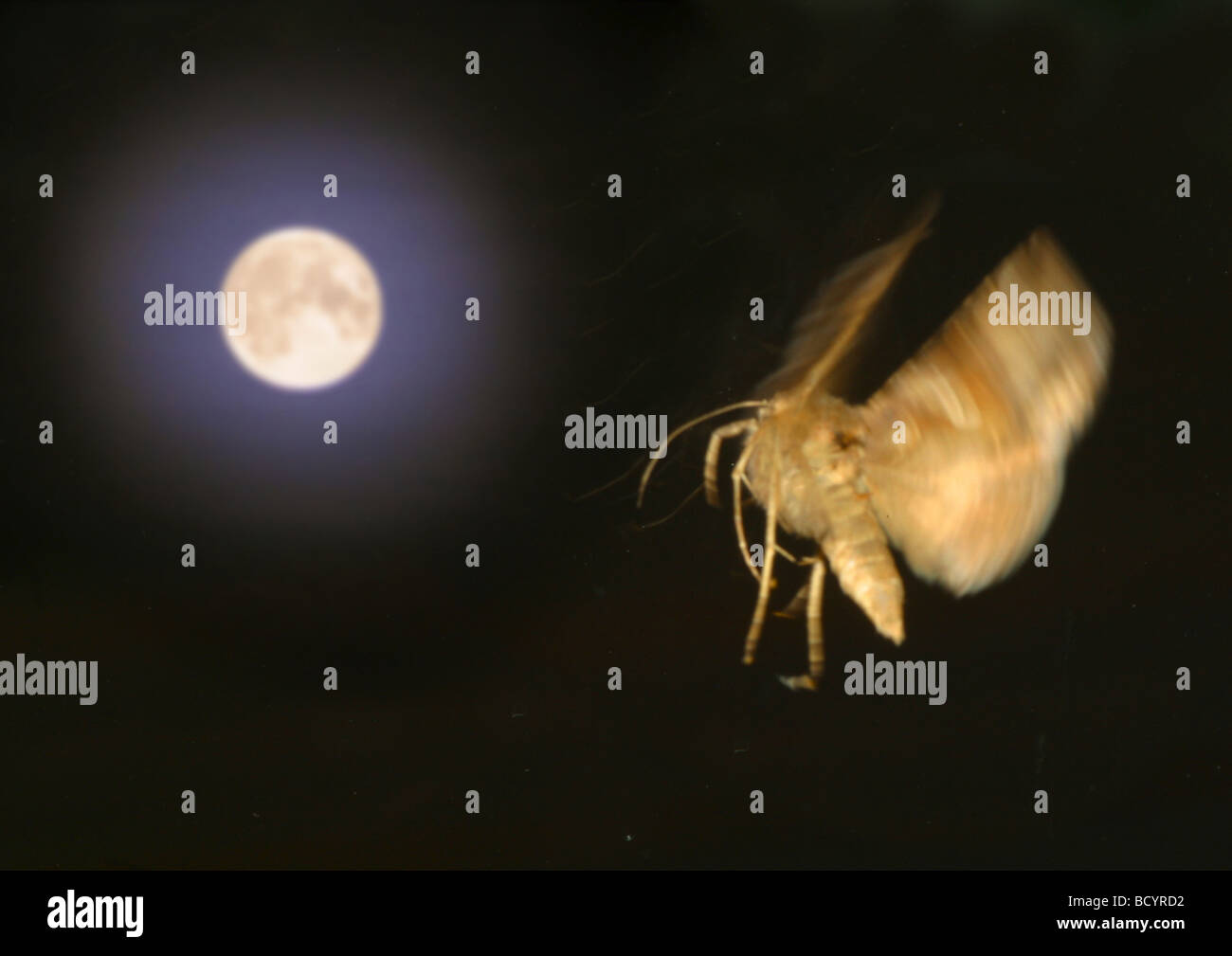 Moth in flight, seen against a full moon. Digital Composing Stock Photo ...