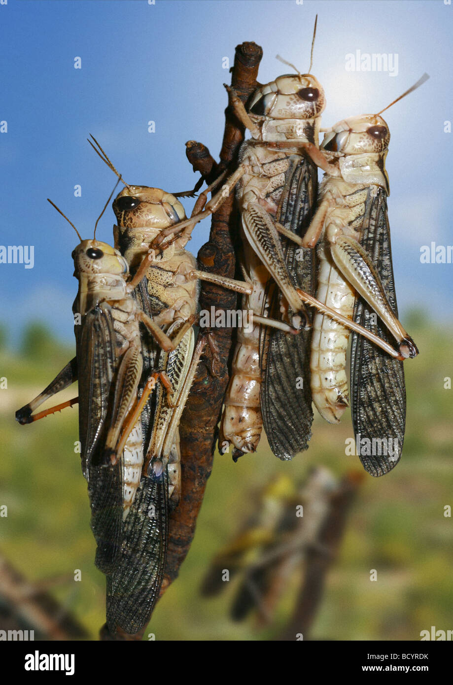 Locusta hi-res stock photography and images - Alamy