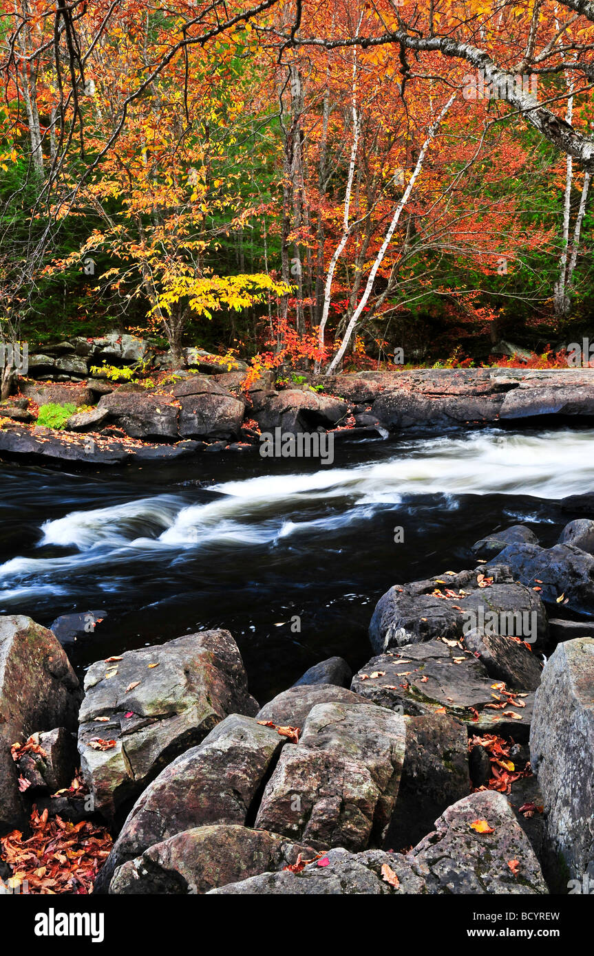 Forest river in the fall. Algonquin provincial park, Canada Stock Photo ...