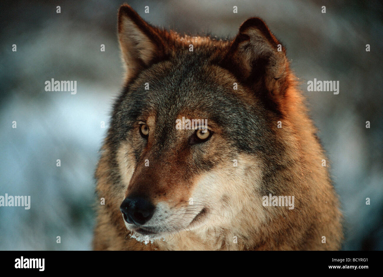 Gray wolf / Canis lupus Stock Photo - Alamy