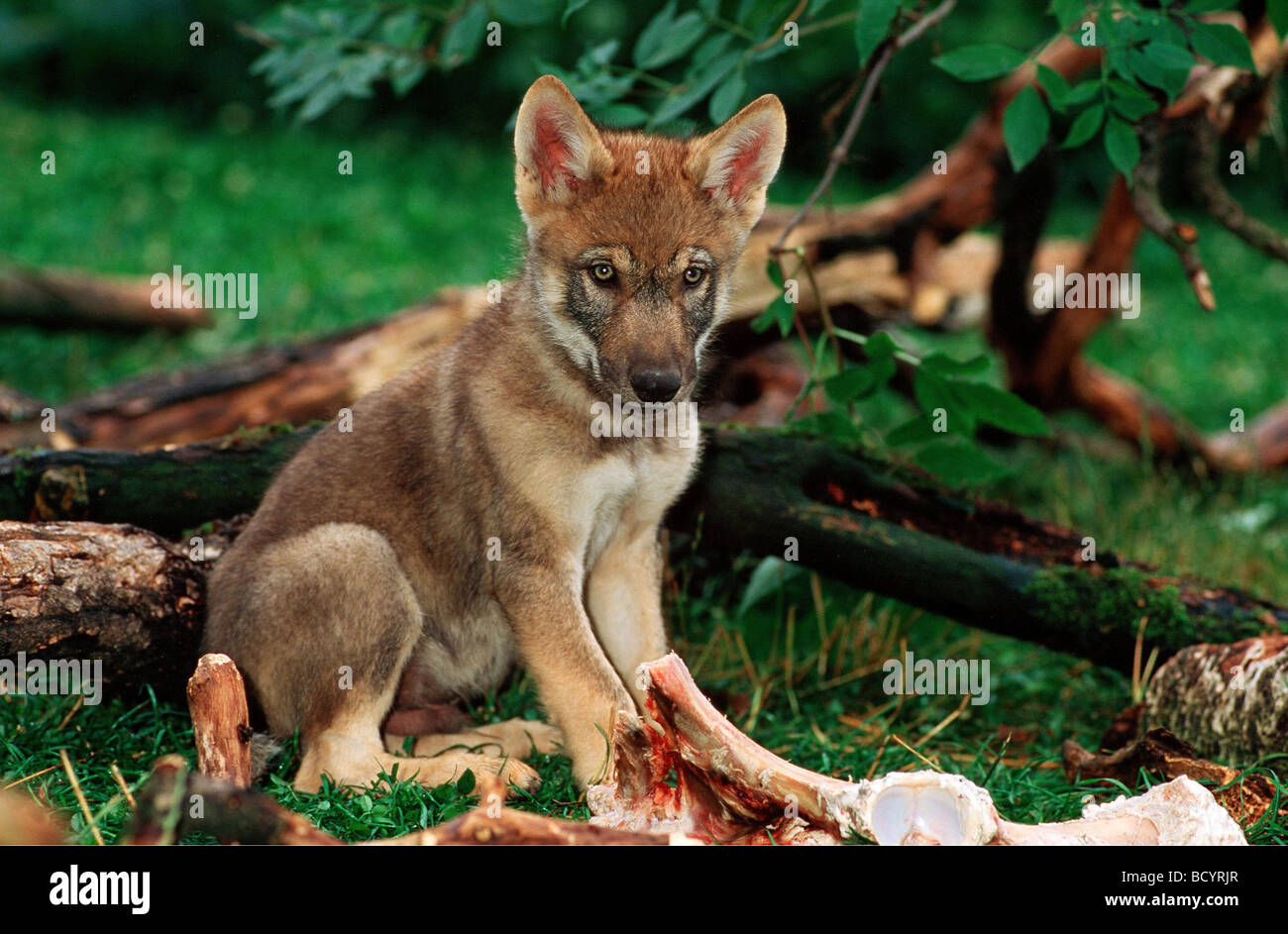 The Whelps Of The Wolf High Resolution Stock Photography and Images - Alamy