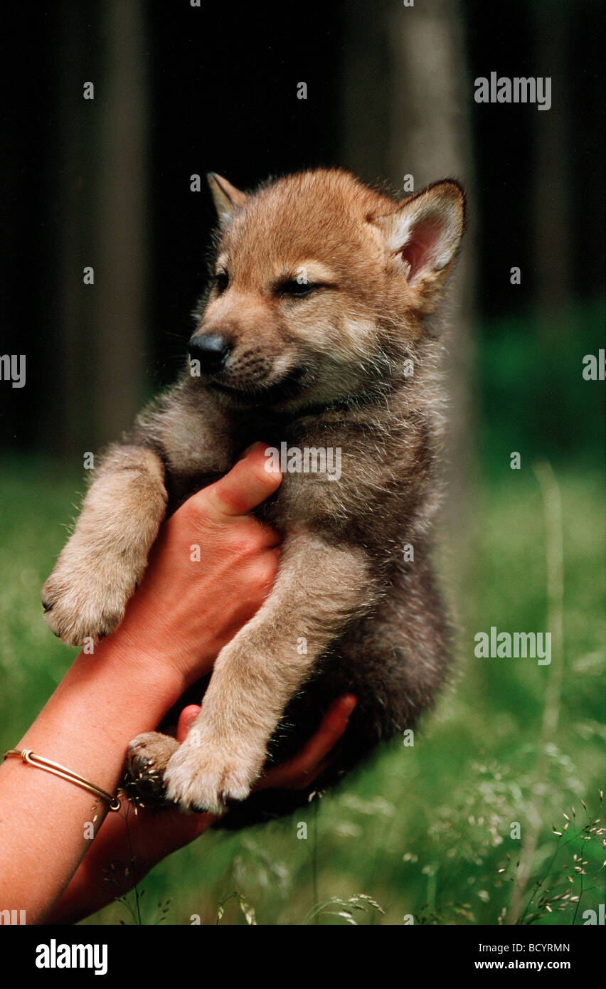 Puppies being held hi-res stock photography and images - Alamy