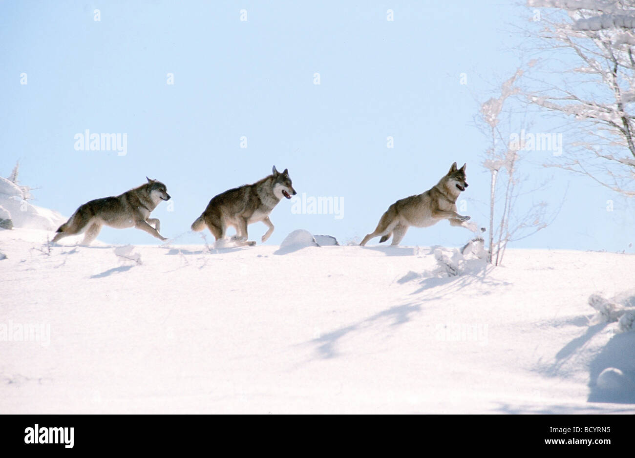 Wolf (Canis lupus), pack running through snow Stock Photo - Alamy