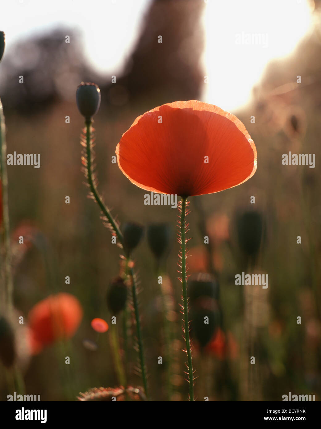 Poppy Flower Stock Photos & Poppy Flower Stock Images - Alamy