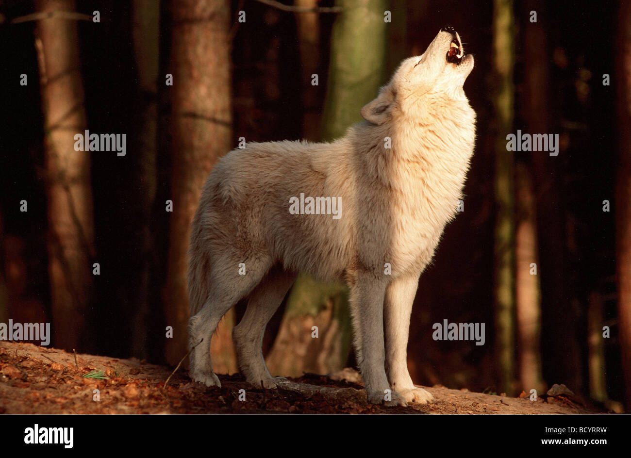 Wolf roaring hi-res stock photography and images - Alamy