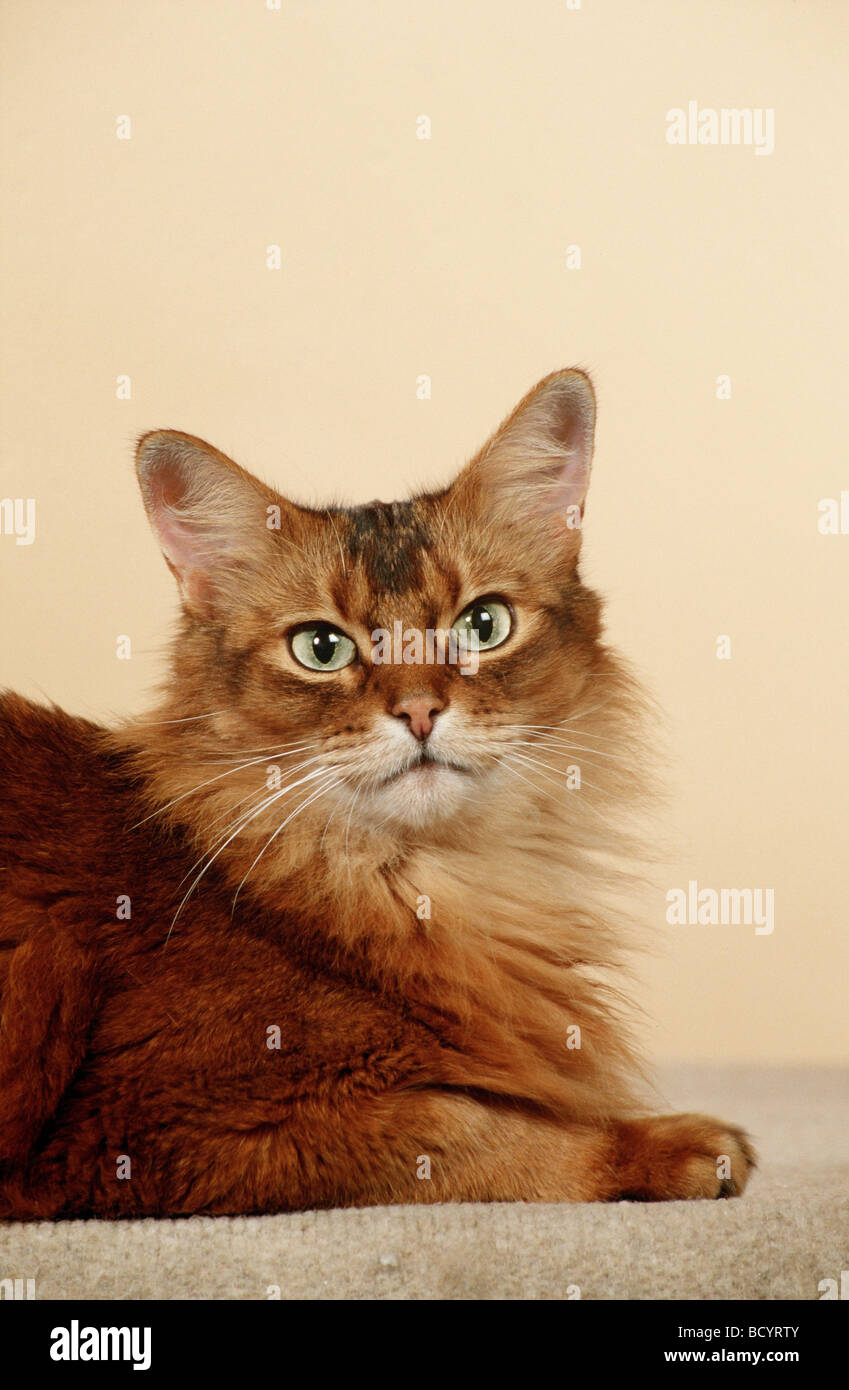 cat lying on the side Stock Photo - Alamy