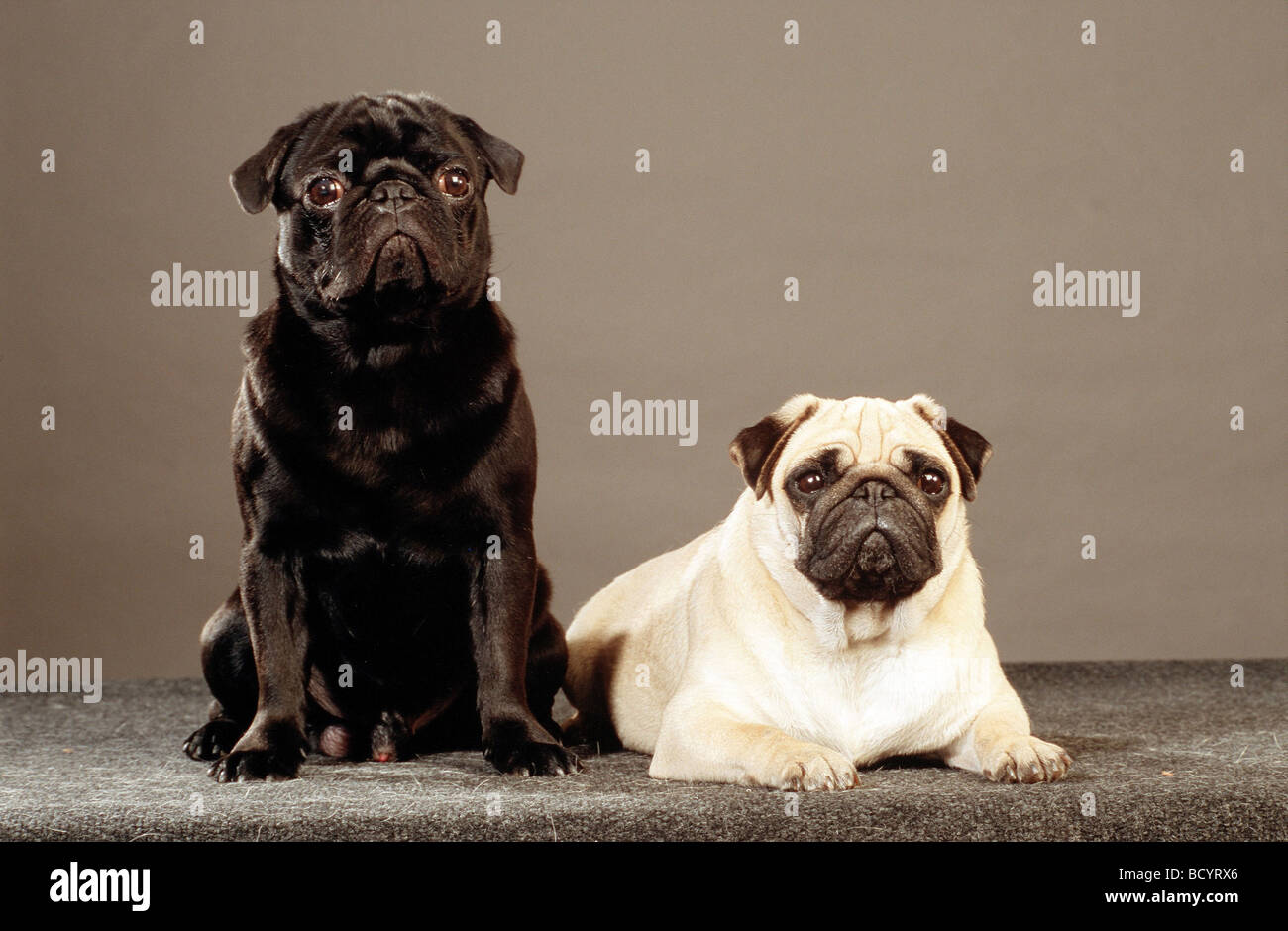 Many pugs hi-res stock photography and images - Alamy