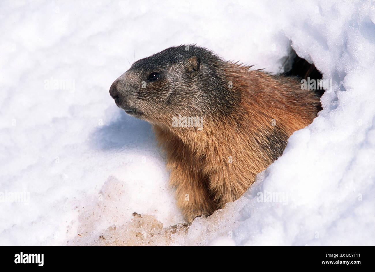 Alpine Marmot (Marmota marmota) looking out from burrow in snow Stock ...
