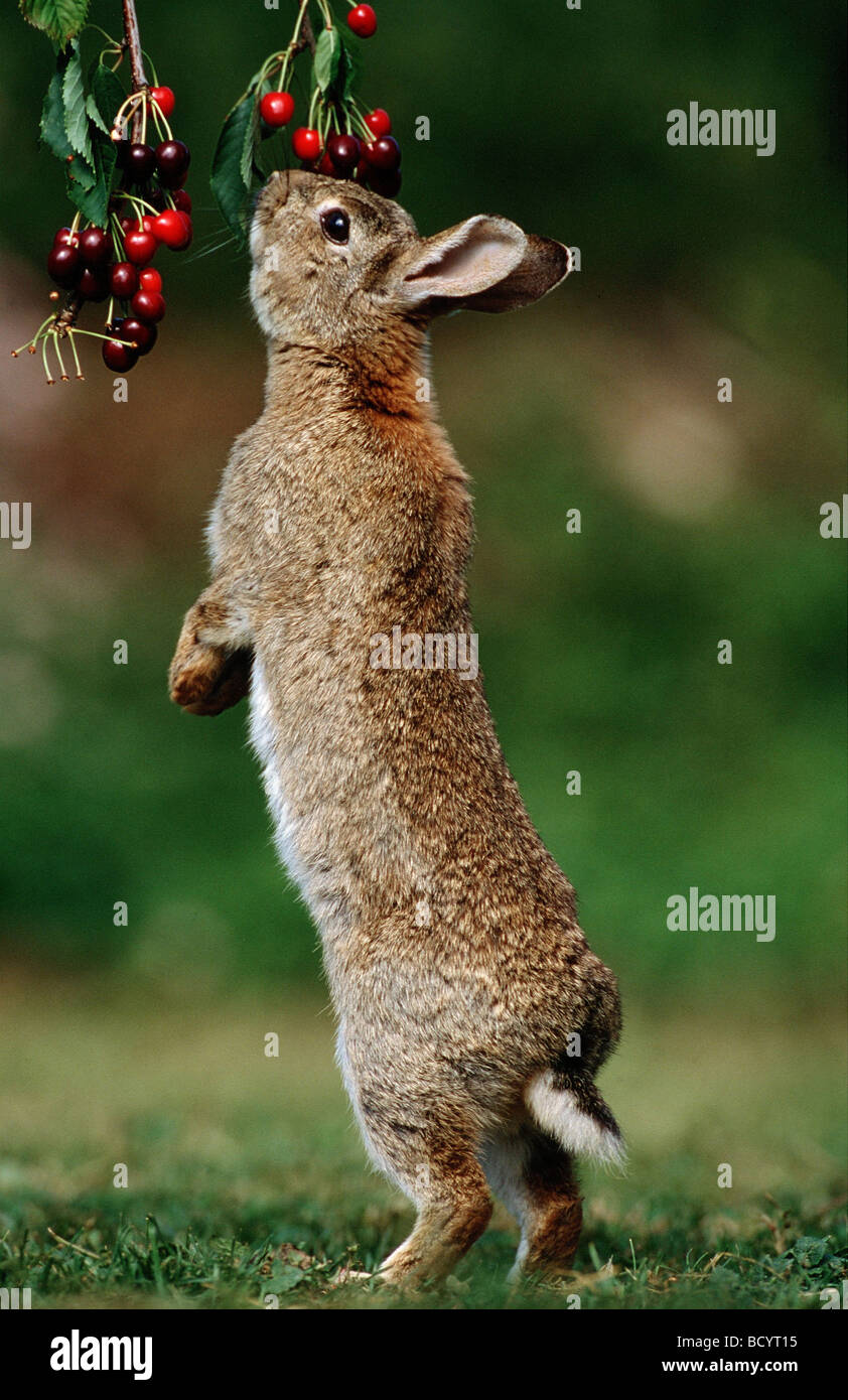 Old World Rabbit High Resolution Stock Photography and Images - Alamy