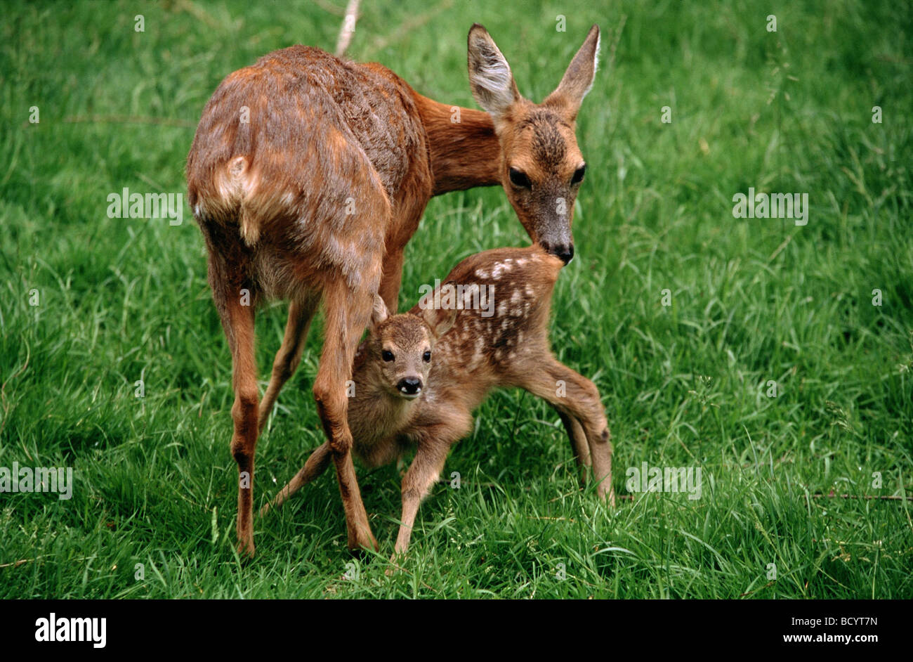 Deer with cub hi-res stock photography and images - Alamy