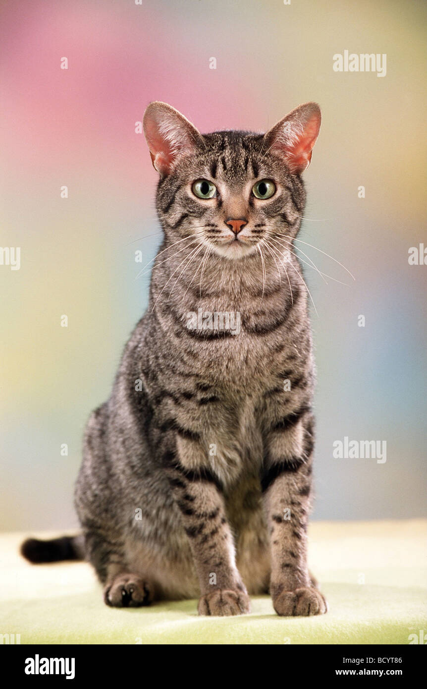 domestic cat sitting Stock Photo - Alamy