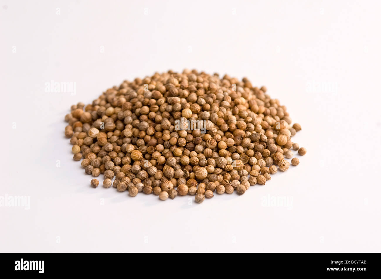 coriander seeds on a white background Stock Photo - Alamy