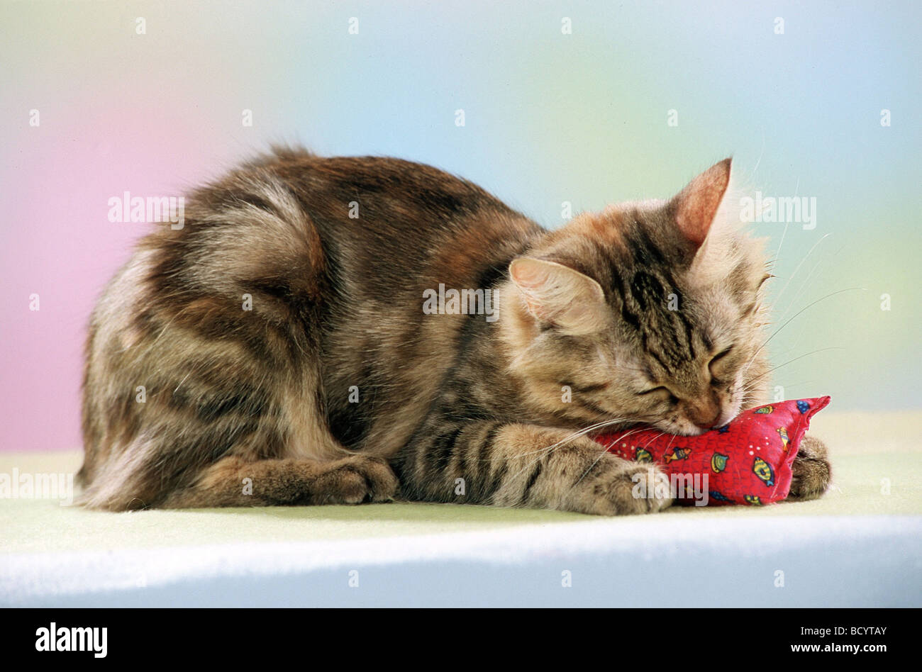 Nuzzling cats hi-res stock photography and images - Alamy