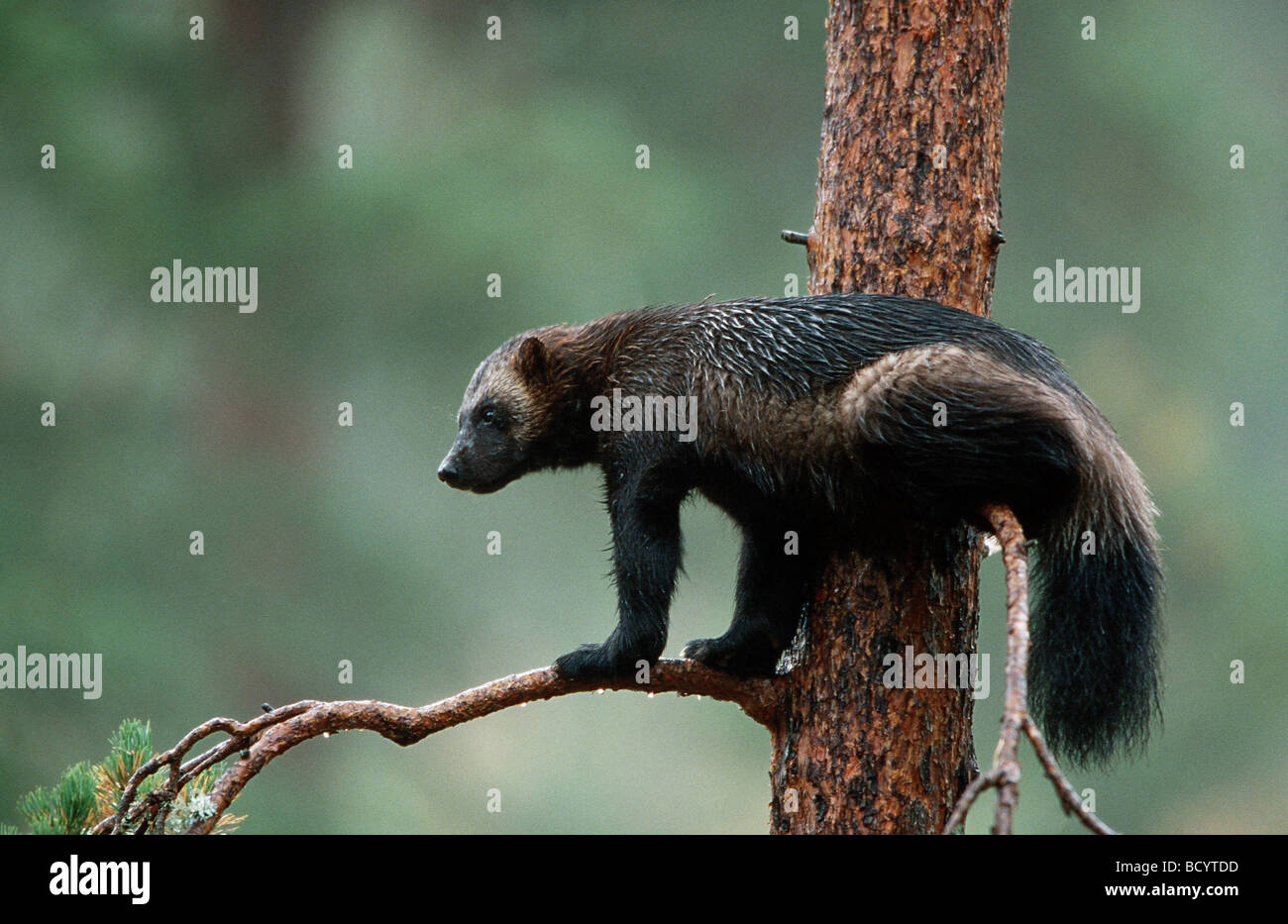 wolverine / gulo gulo Stock Photo - Alamy