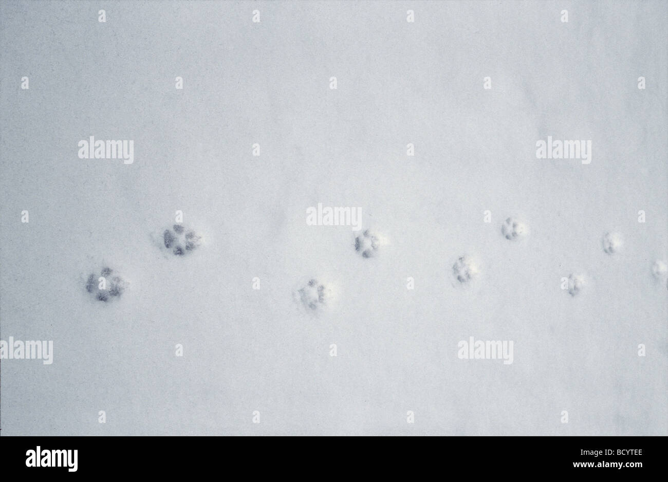 Red fox tracks hi-res stock photography and images - Alamy