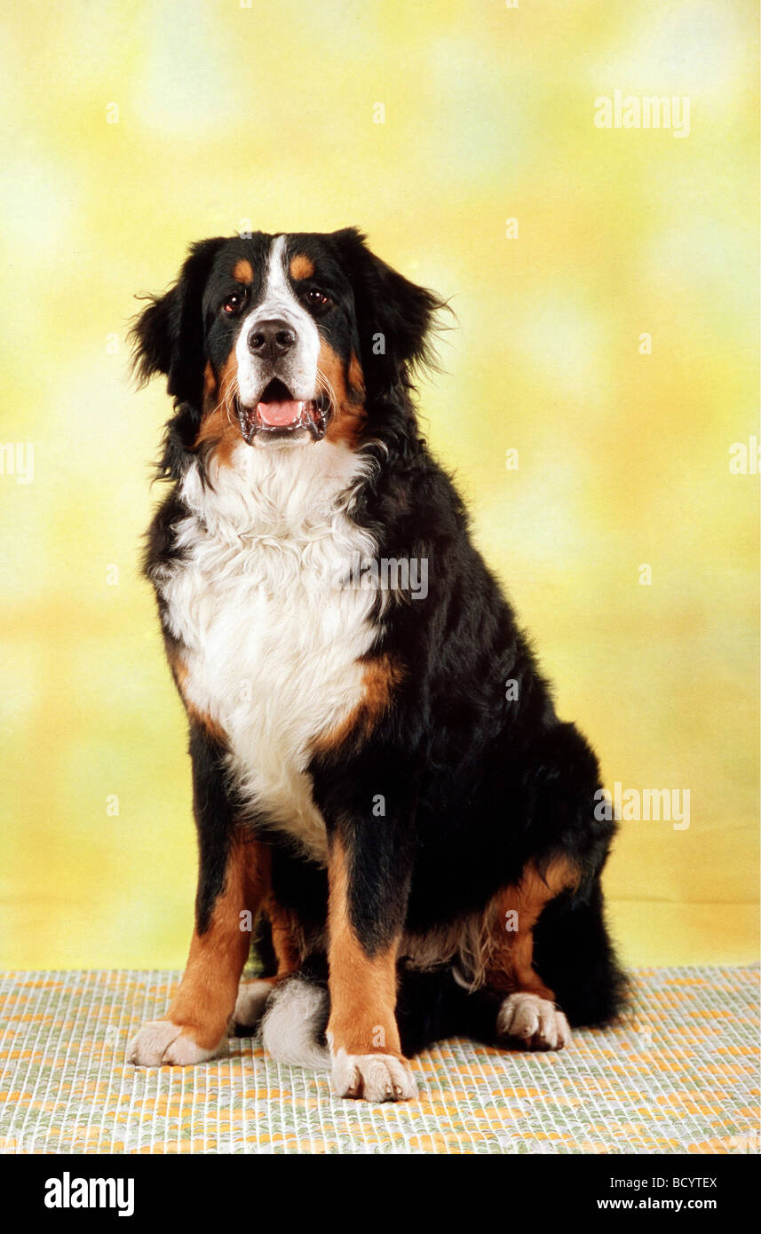 cut-out : dog - sitting Stock Photo - Alamy