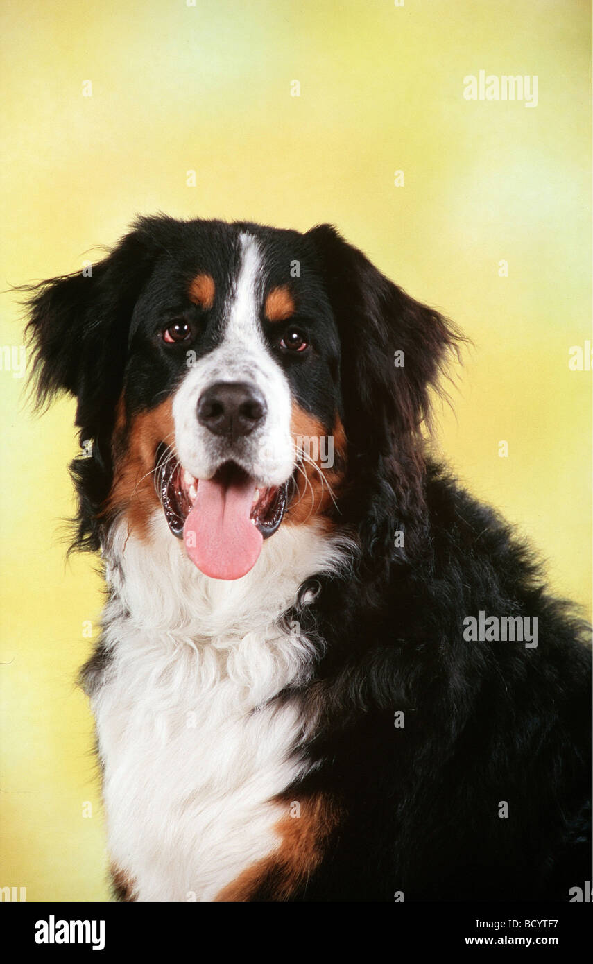 cut-out : dog Stock Photo - Alamy