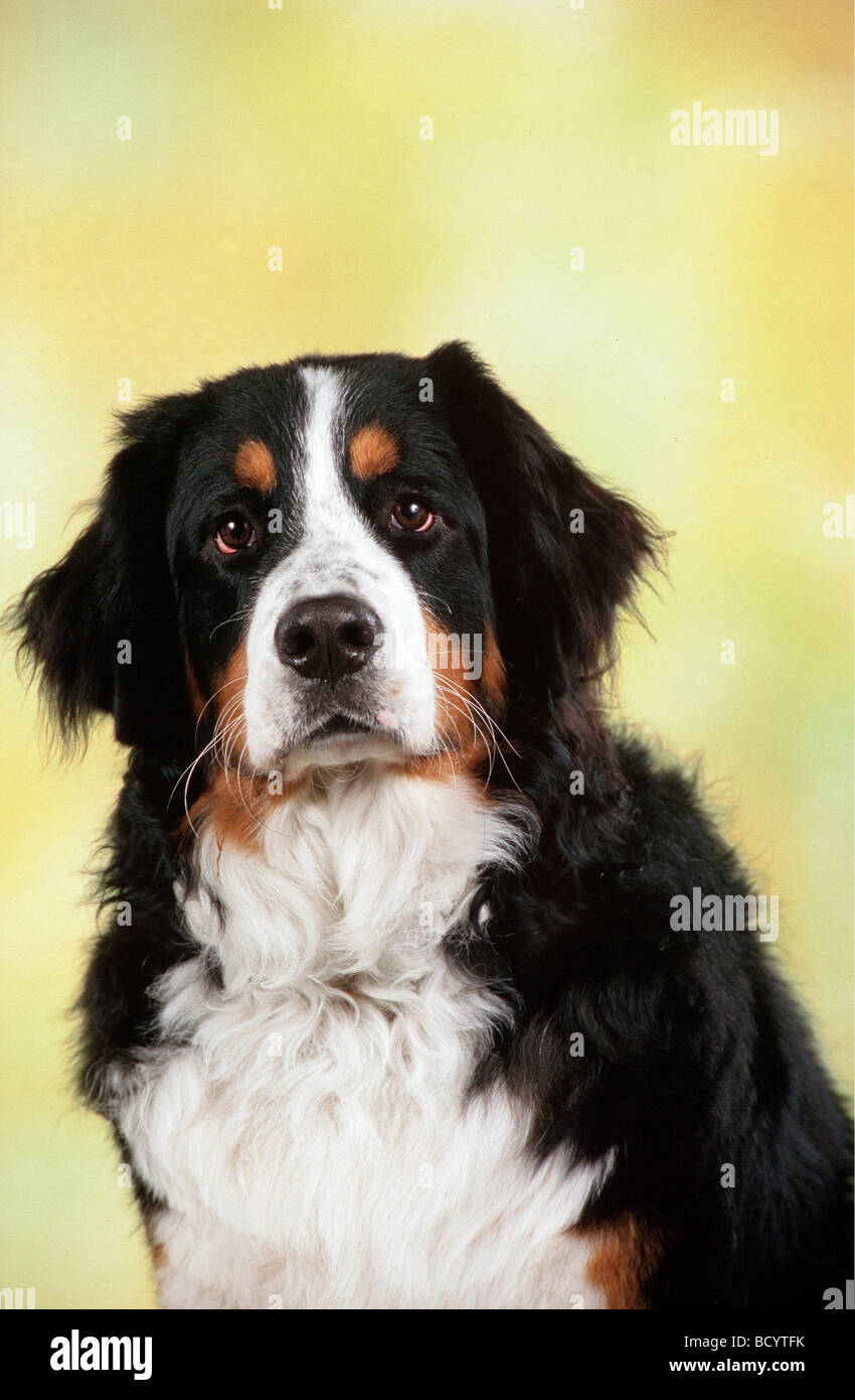 cut-out : dog - frontal Stock Photo - Alamy