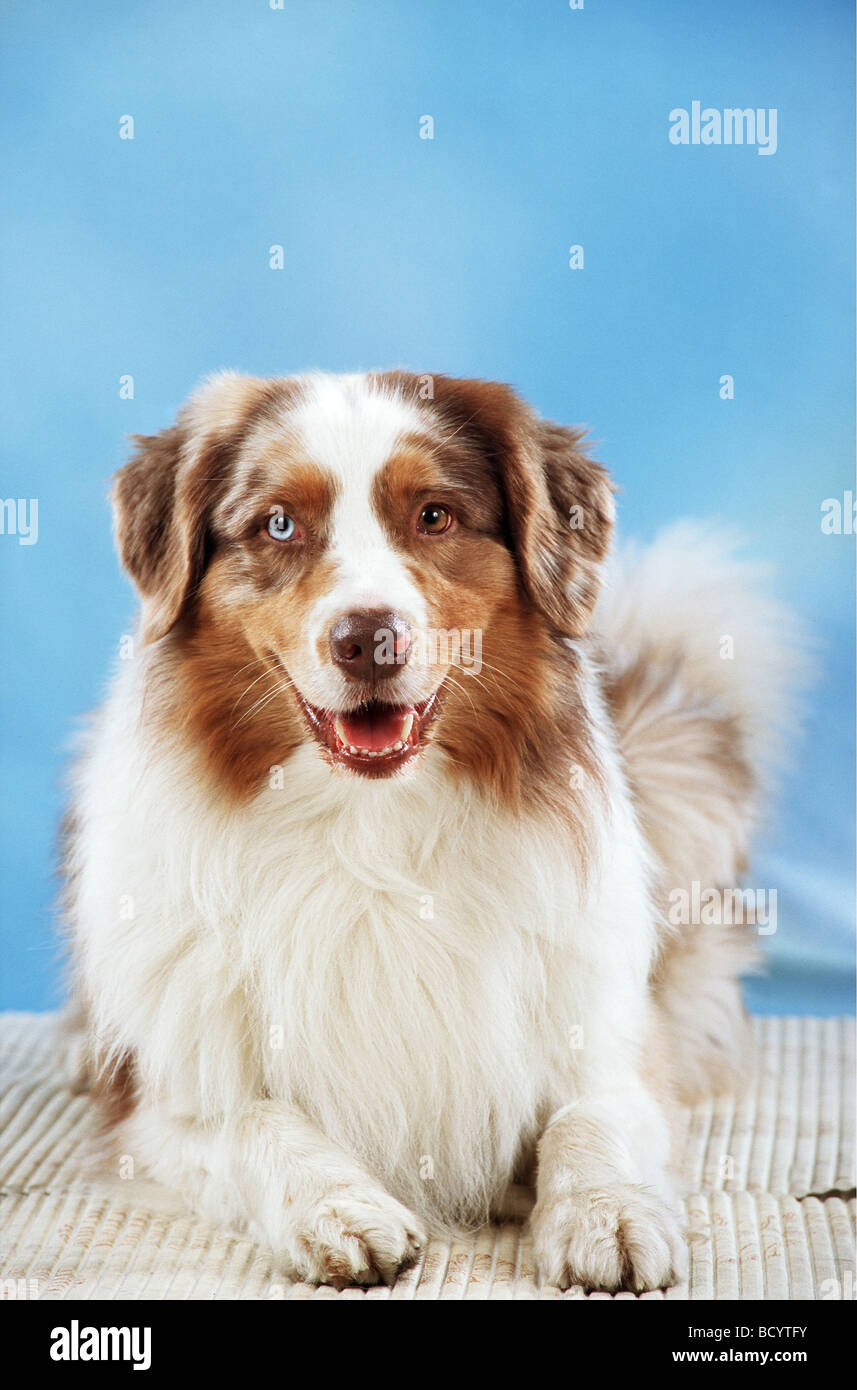 cut-out : dog - frontal Stock Photo - Alamy
