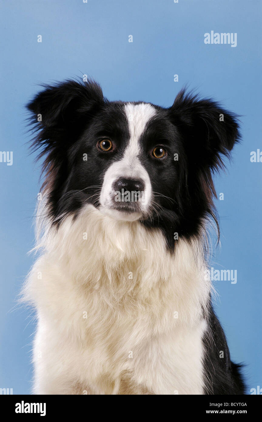 cut-out : dog frontal Stock Photo - Alamy