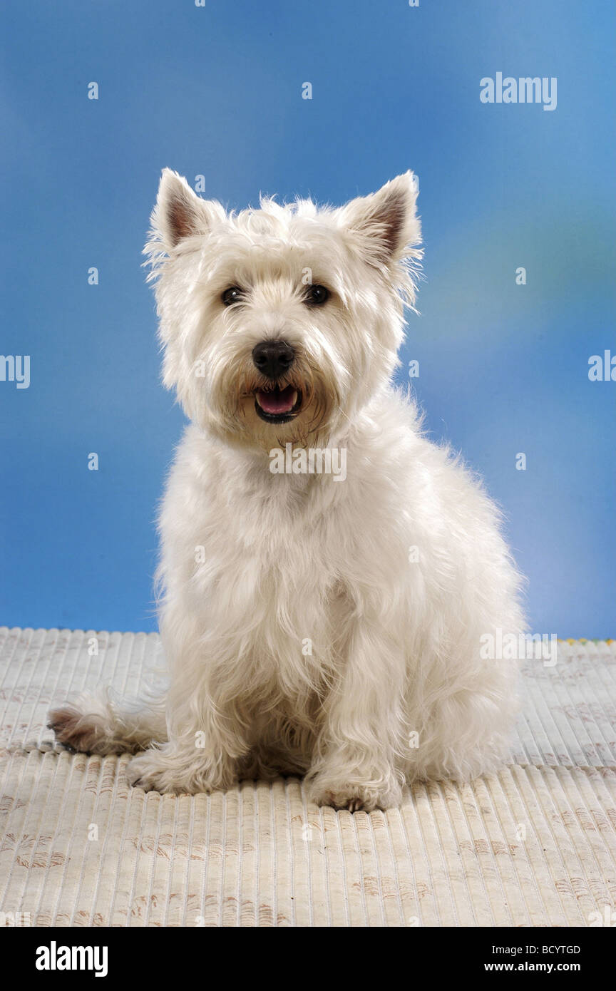 cut-out : dog Stock Photo - Alamy