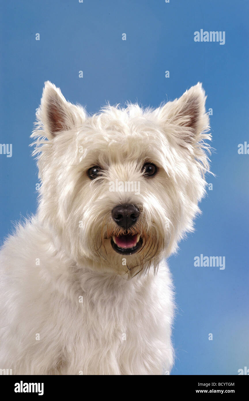 cut-out : dog Stock Photo - Alamy