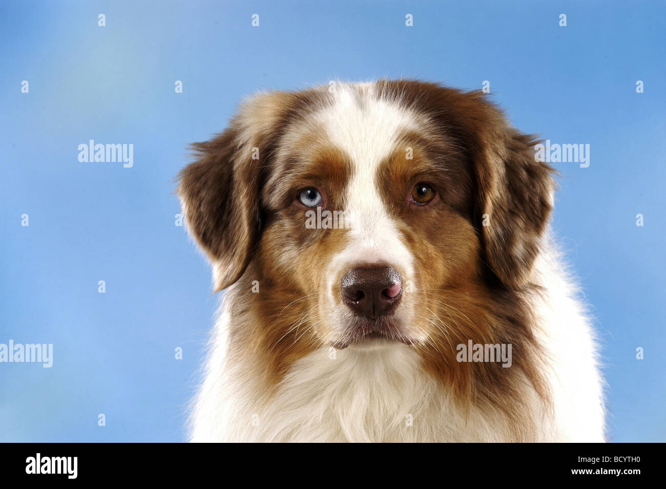 cut-out : dog - frontal Stock Photo - Alamy